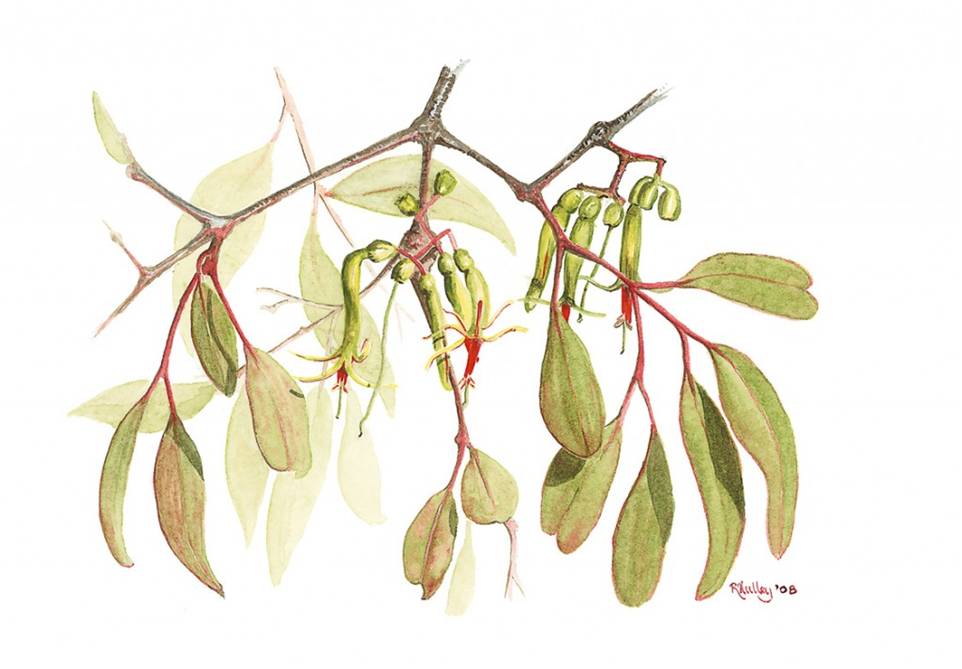 Mistletoes of Southern Australia | David M Watson, ecologist